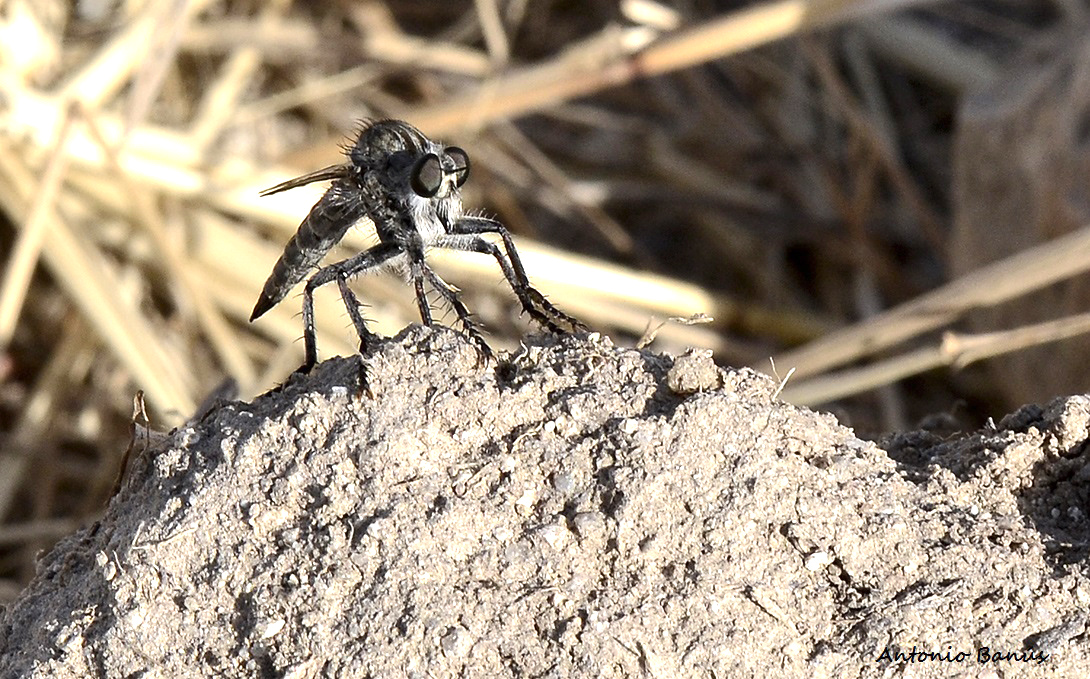 APRENDIENDO CON LA VISTA: Insectos sobre cardos rodantes. (Fotos de paseos)