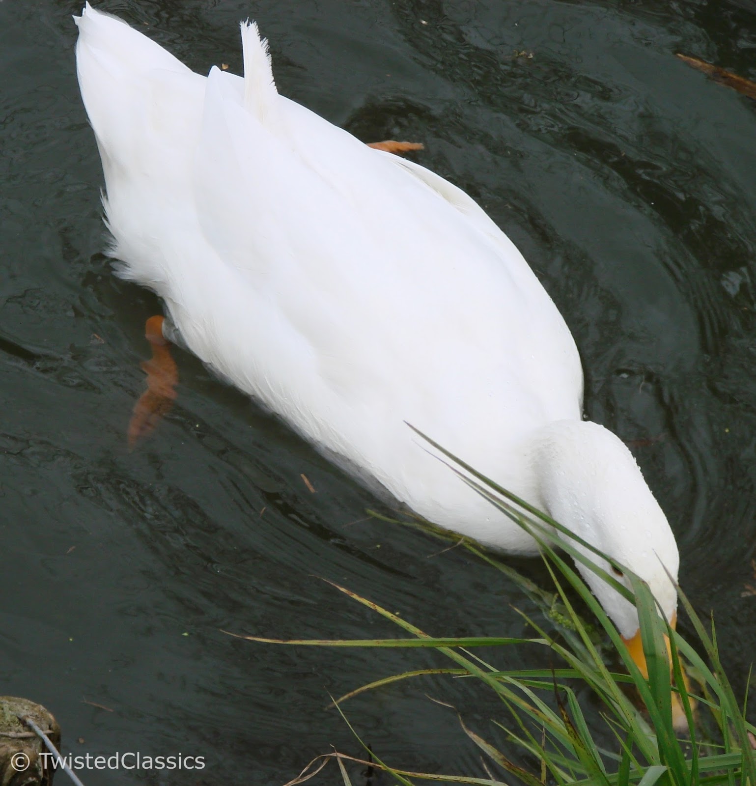 Birds and wildlife: 2 beautiful quacking white ducks