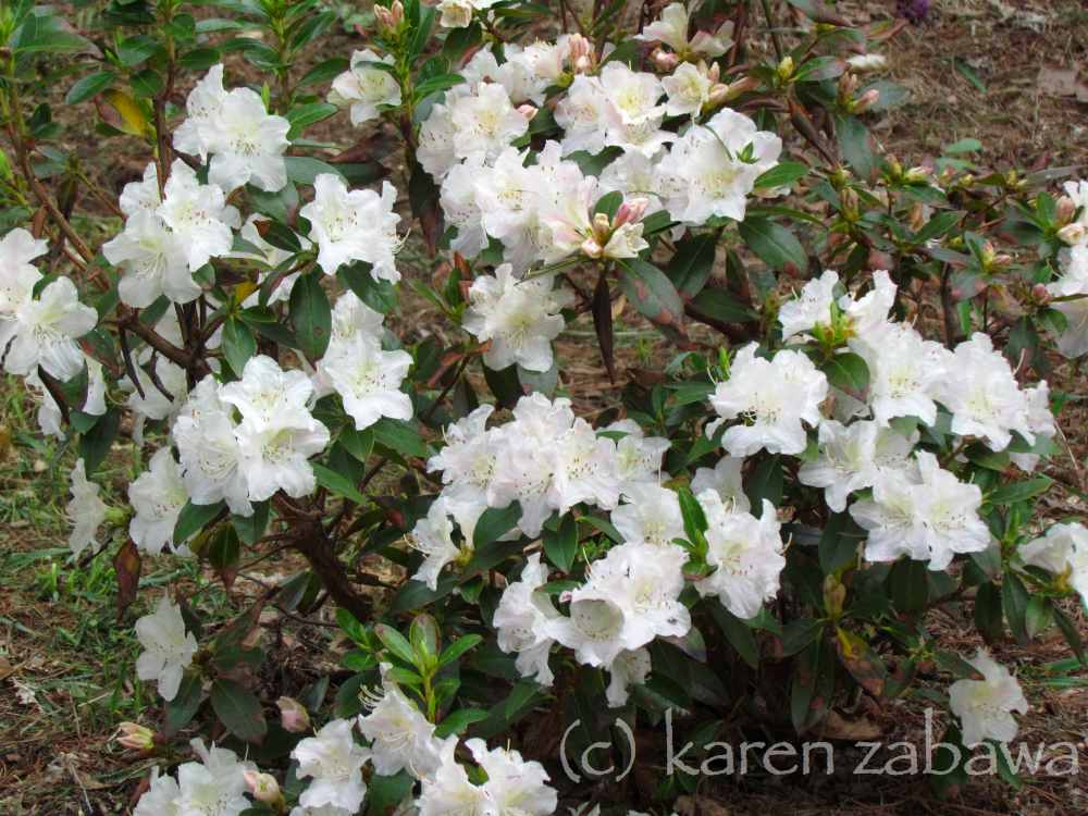 Brueckner Rhododendron Gardens: May 16, 2011