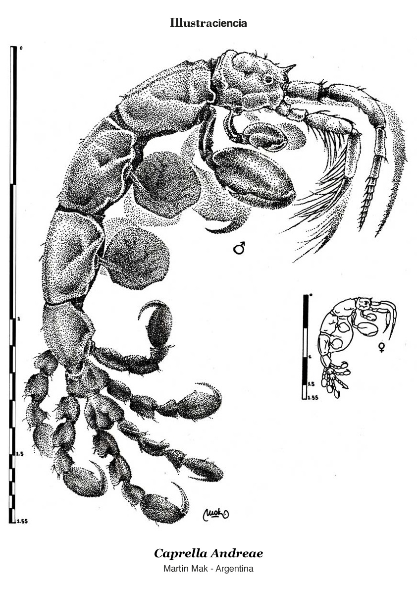 Caprella andreae - Martin Mak