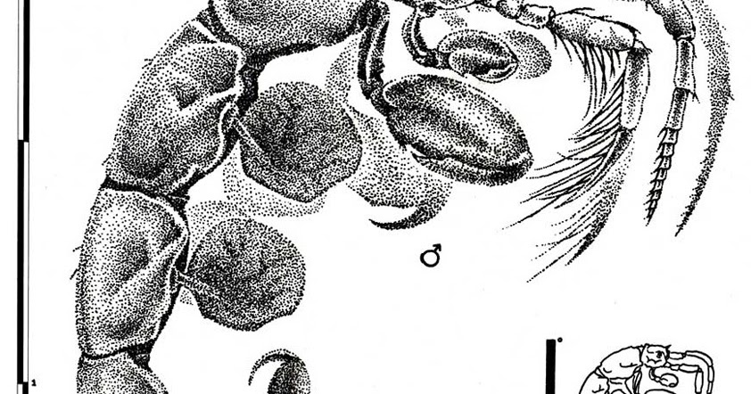 Caprella andreae - Martin Mak