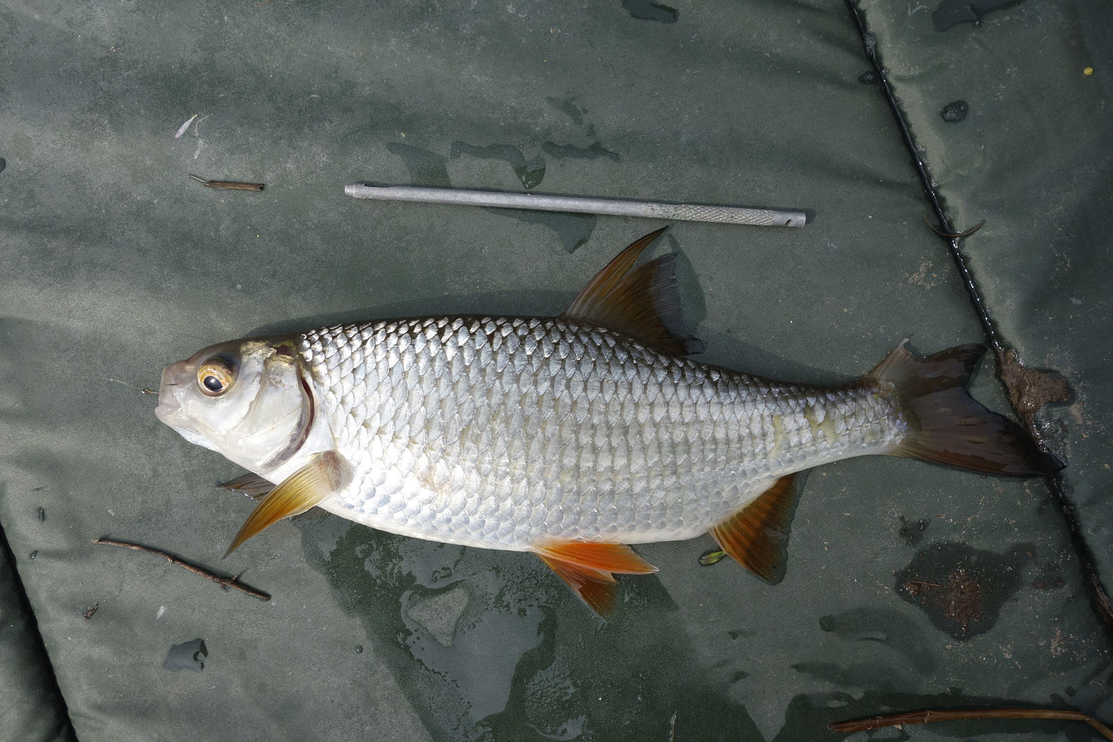 The Broads Fisherman: Great carp fishing at Holly Farm Lakes, South Walsham