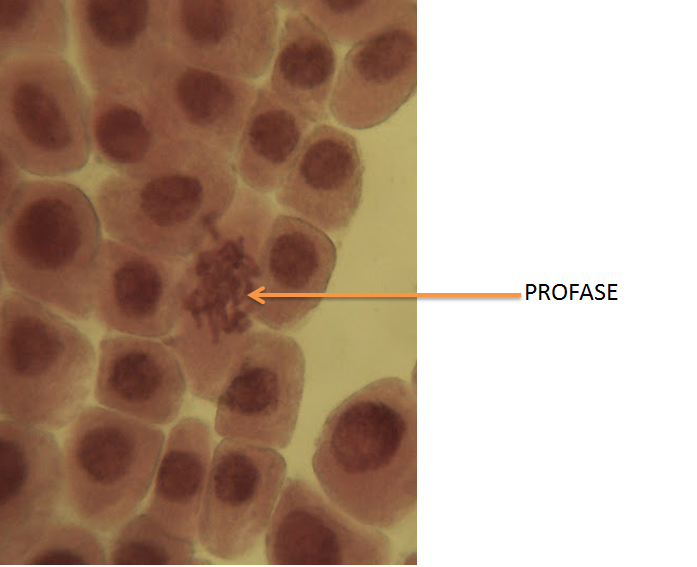 Bilogia e Geologia 11: novembro 2014