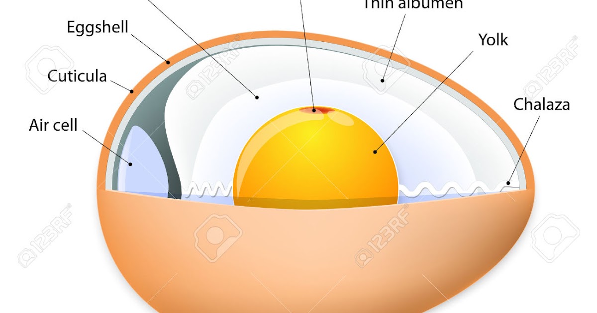 Camino gastronómico : huevos
