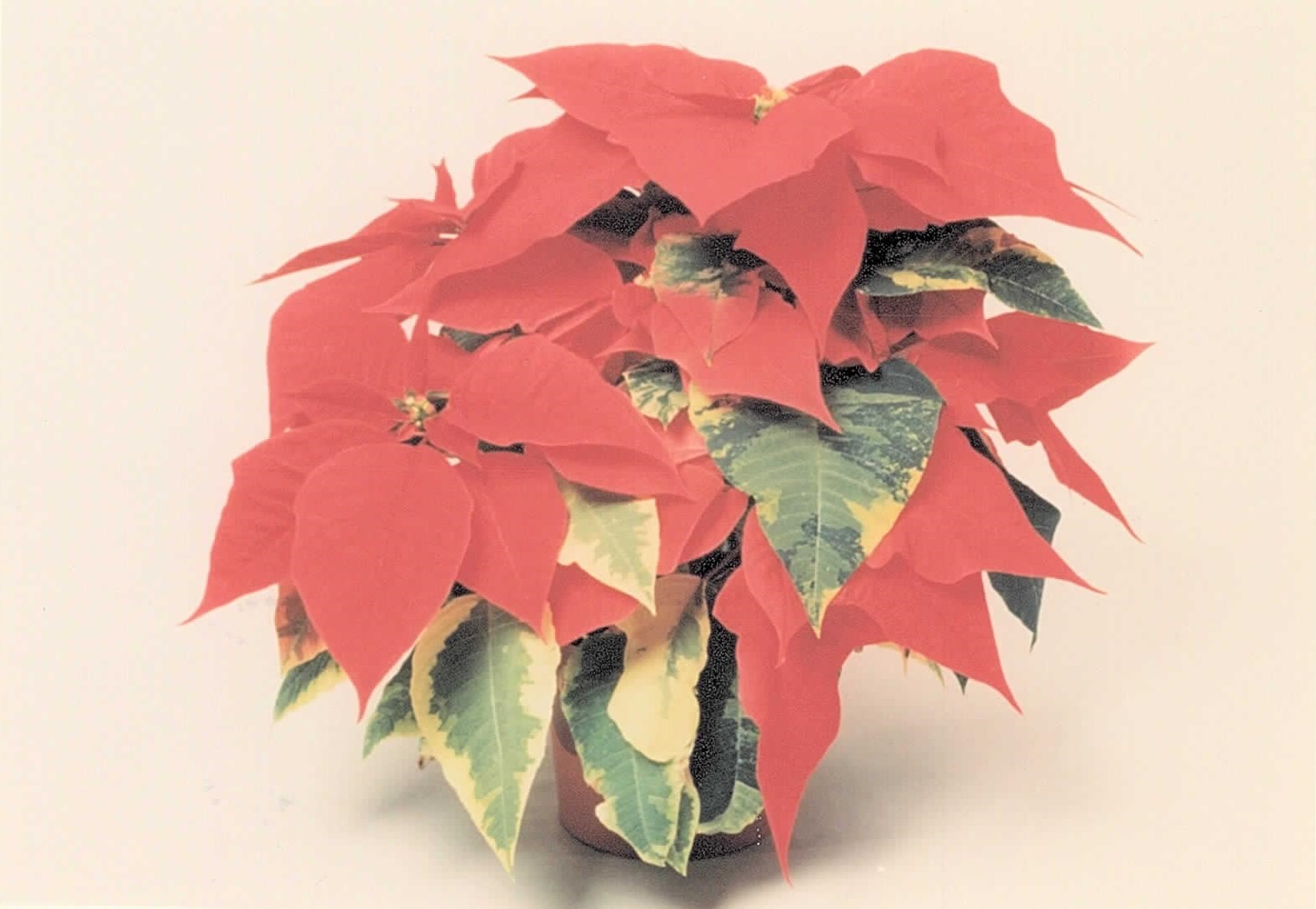 Earth and Space News: Poinsettia Named 'Variegated-Leaf Success' Has ...