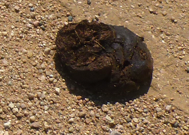 The Crow's Nest: Animal Dung on Graveled Roads
