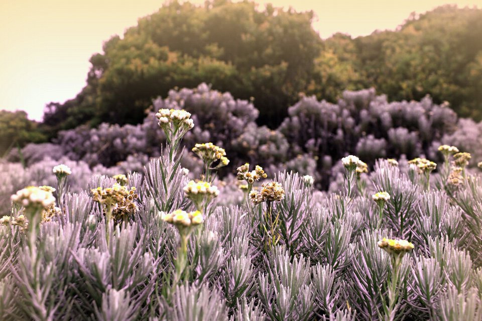 Komunitas satubumikita: Sepintas Mengenal Si Bunga Abadi, Edelweiss