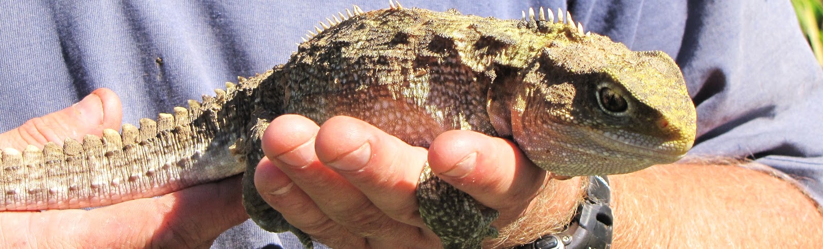 Holes in My Soles: Prehistoric Reptile: New Zealand's Tuatara. My Land.