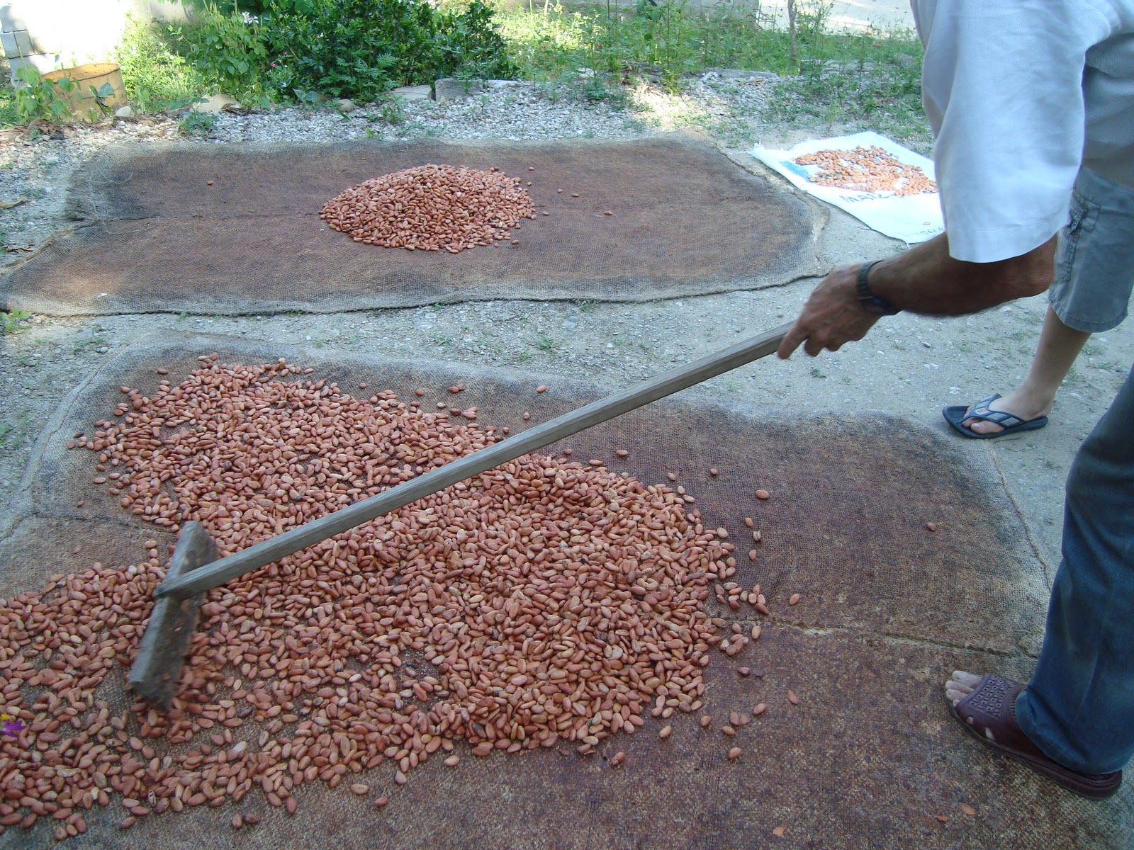 Gleuri: Secado de cacao al sol