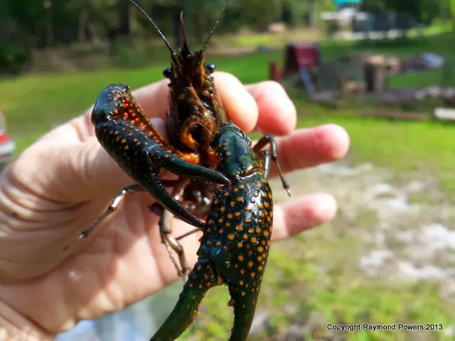 PURE FLORIDA: CRAWFEEEESH