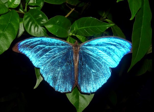 Biologia-Vida: Borboleta Morfo Azul / Menelaus Blue Morpho (Morpho ...