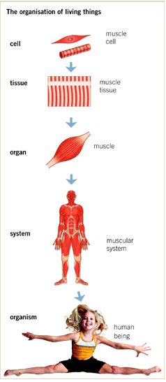 SGAguilar Javier Ramos: THE ORGANIZATION OF LIVING THINGS (Year 5, Unit ...