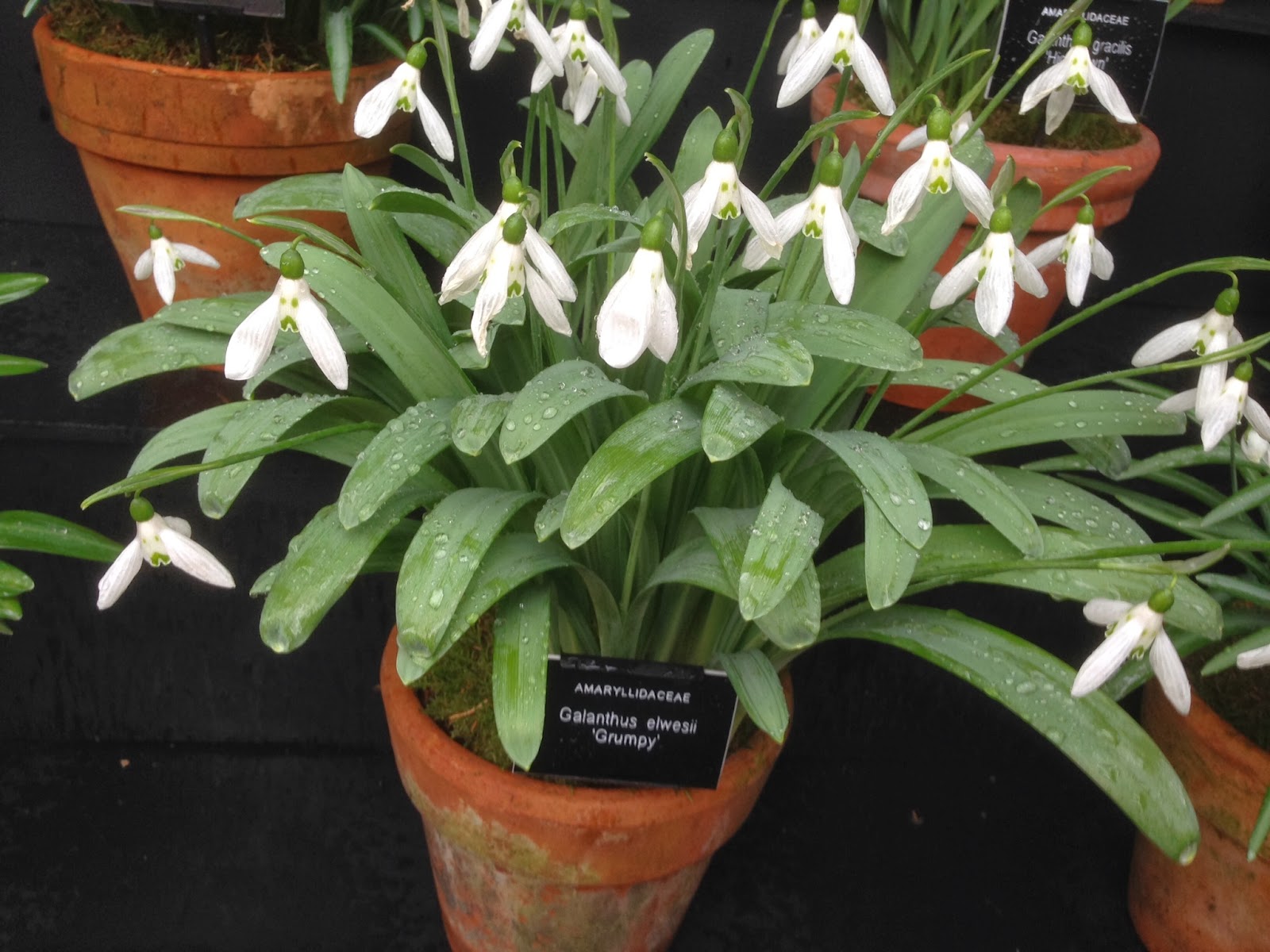 Friday Gardening Group: February 2014