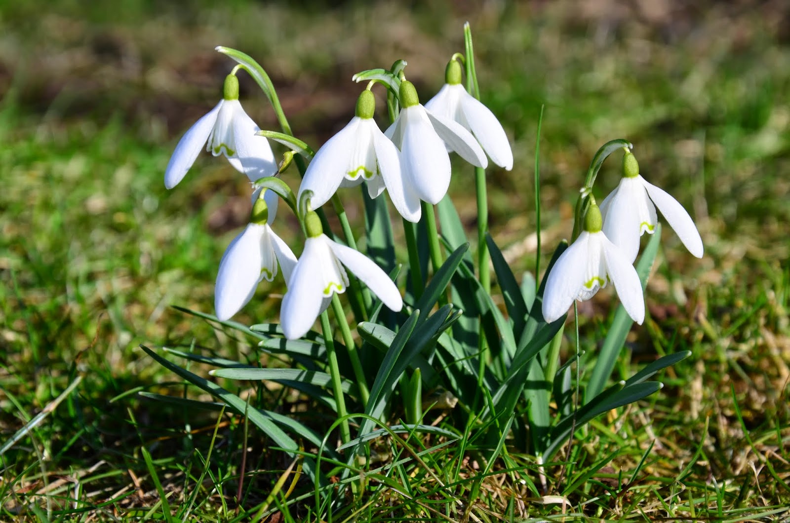 House of Beckman: Vårbilder och vovvar med spring i benen!