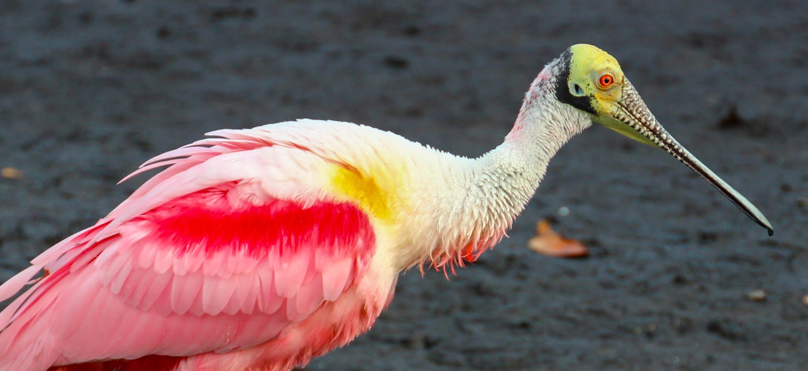 Cannundrums: Roseate Spoonbill