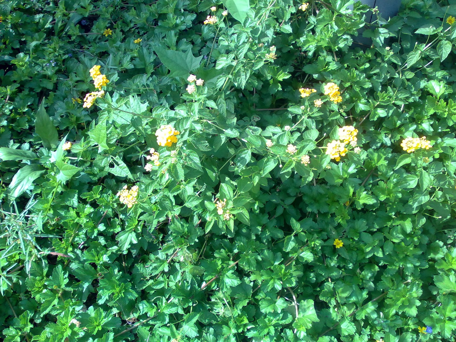 Heal Love Now: Miracle Tree