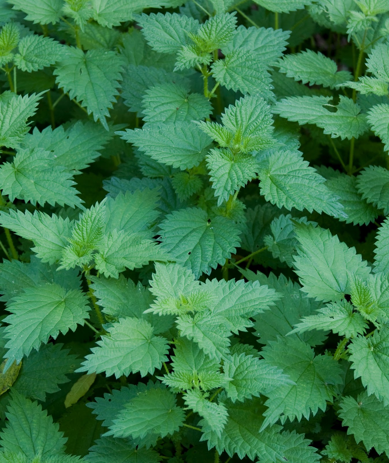 Homestead Heaven Nettles More Useful Than You Think homestead-heaven-nettles-more-useful-than-you-think