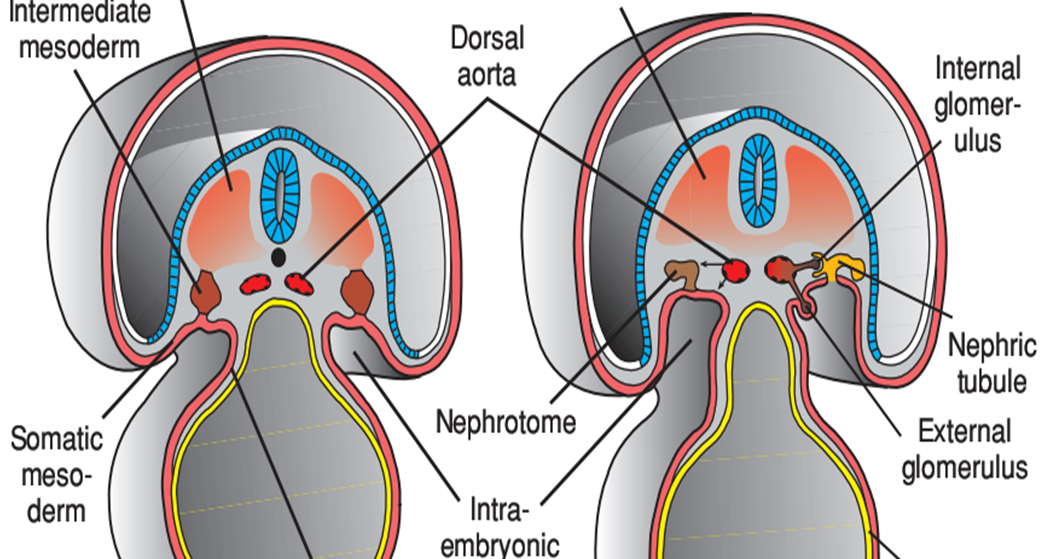 Ciencias de Joseleg: Mesodermo paraxial