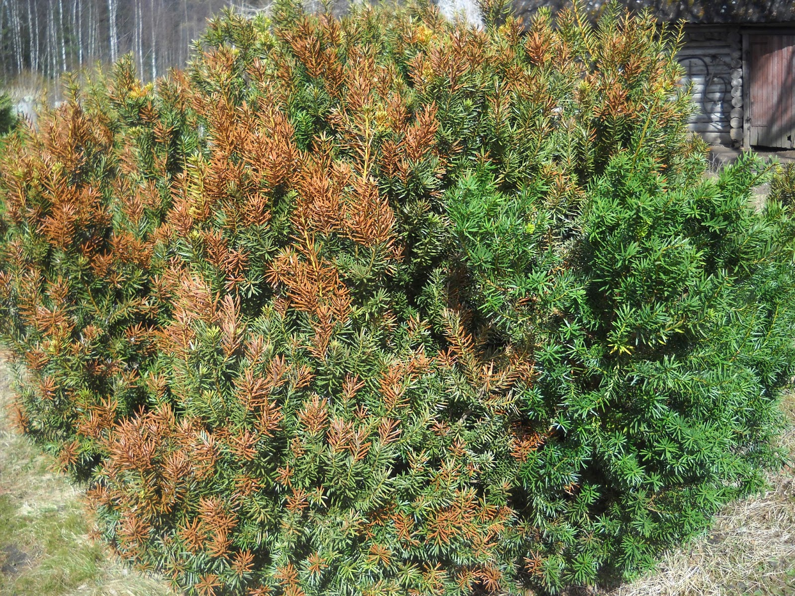 Kadri: Mõnd kevade pildid.