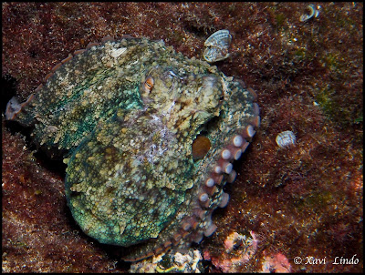 Un món sota el mar (Illes Canàries): Pulpo común (Octopus vulgaris)