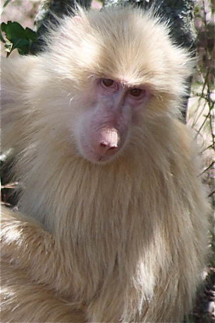 All Albino Animals: Albino Baboon | White Baboon.