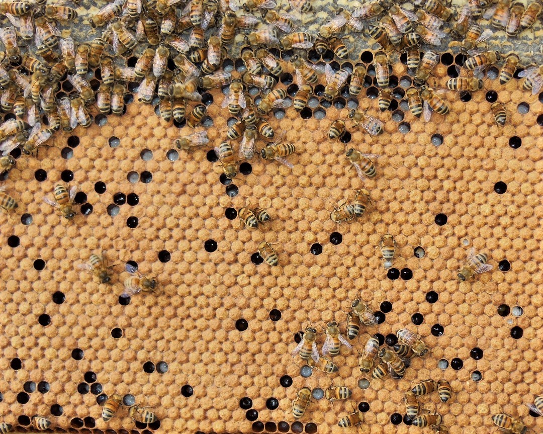 The Peace Bee Farmer: Build-Up, Behavior, Brood