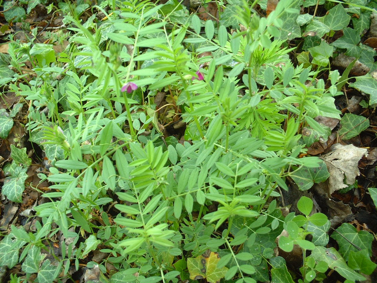 Le jardin de Pestoune: La gesse commune