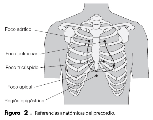Área precordial
