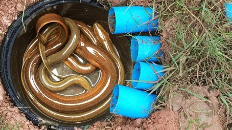 The Fascinating History of the Eel Trap