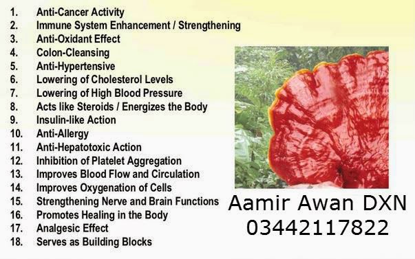 Reishi ganoderma mushroom benefits