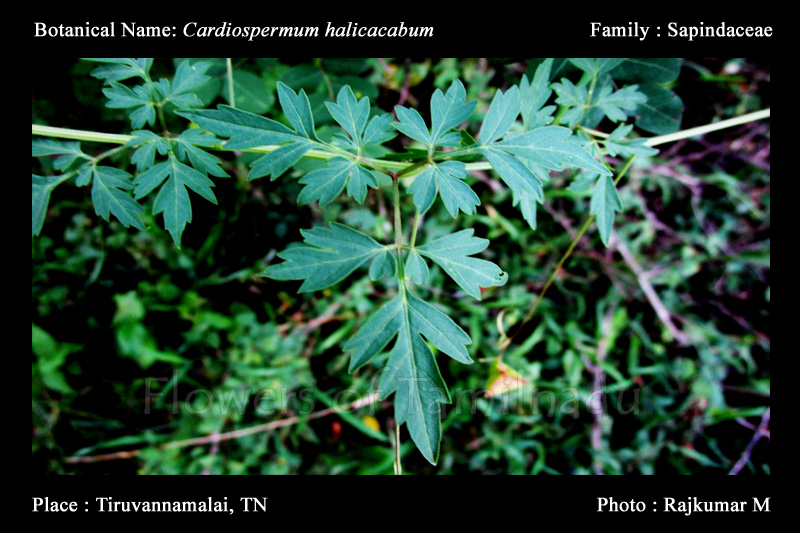 Cardiospermum halicacabum - Balloonvine - Flowers of Tamilnadu