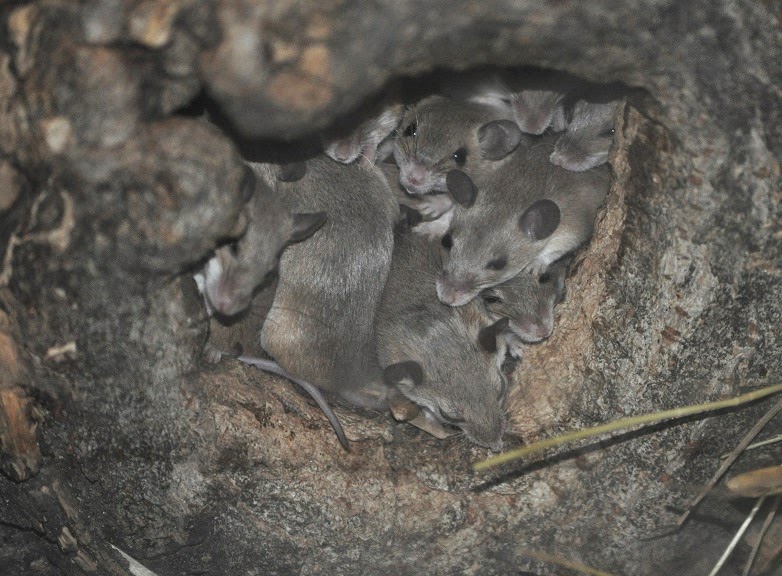 ZOOTOGRAFIANDO (6.100 ANIMALS): RATÓN PIGMEO AFRICANO / AFRICAN PYGMY ...