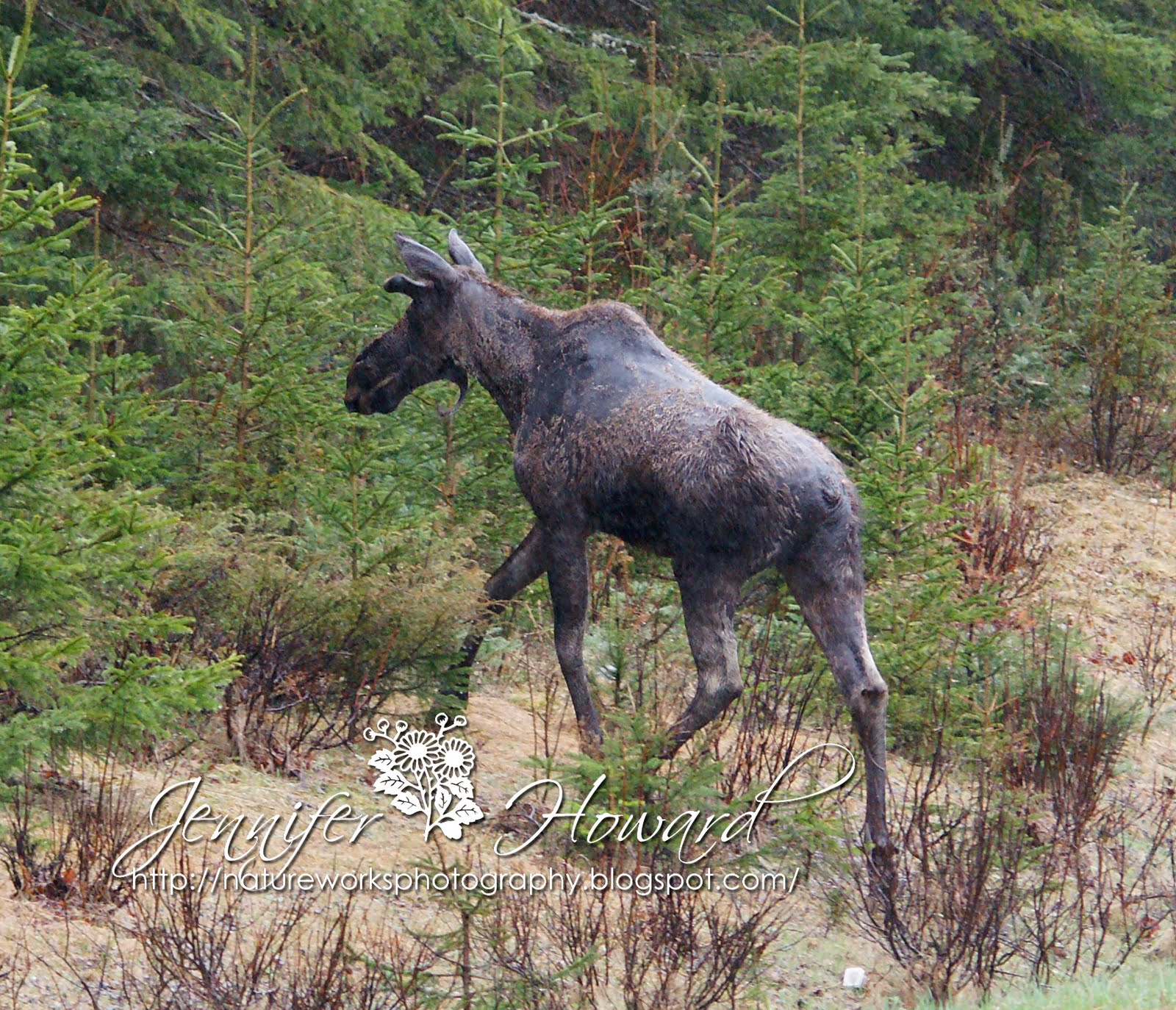 Nature Works Photography: Bull moose 5/14/11