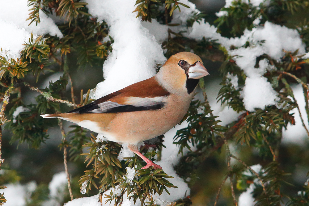 Colyton Wildlife: Birds in the Snow