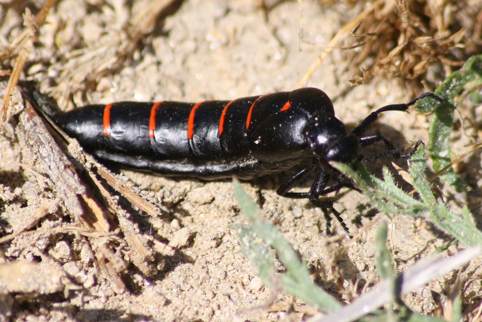 Lebução de Valpaços: Vaca loura arrebenta e estoura