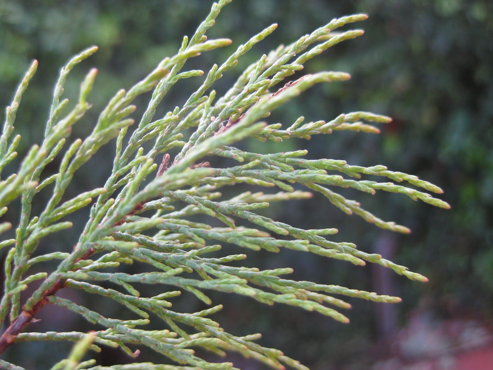 Trees of Santa Cruz County: Tamarix ramosissima - 5 Stamen Tamarisk