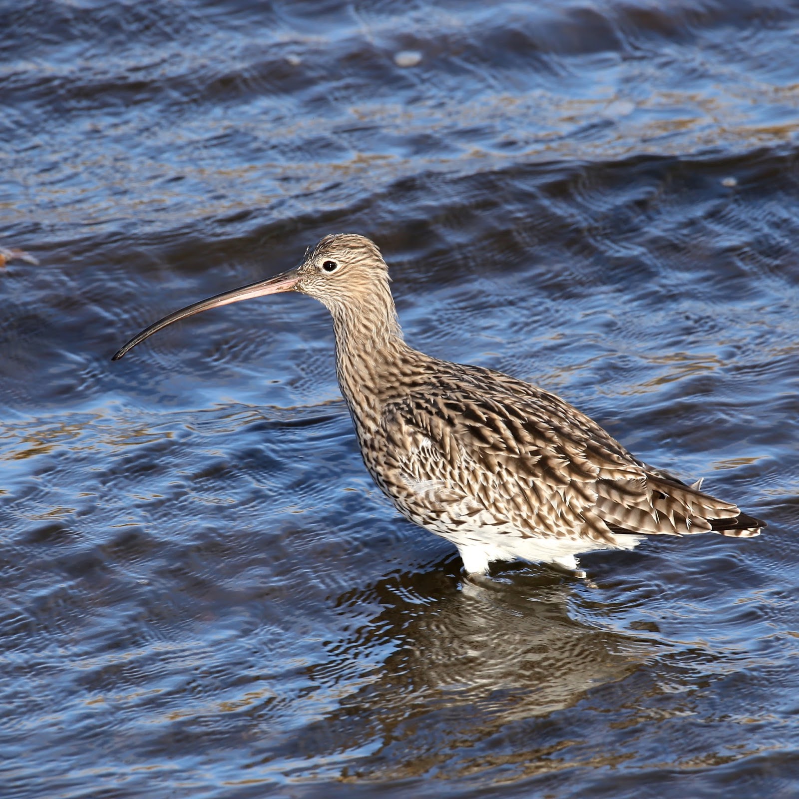 TrogTrogBlog: Bird of the week - Curlew