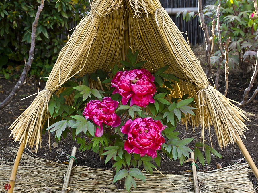 FROM THE GARDEN OF ZEN: Fuyu-botan (winter peony) flowers in Tsurugaoka ...