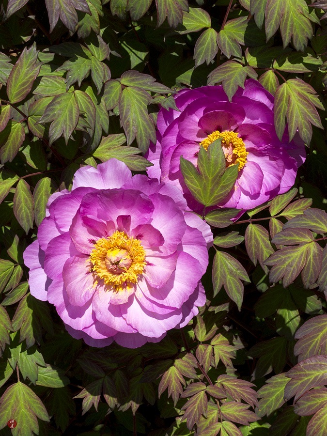 FROM THE GARDEN OF ZEN: April 2013