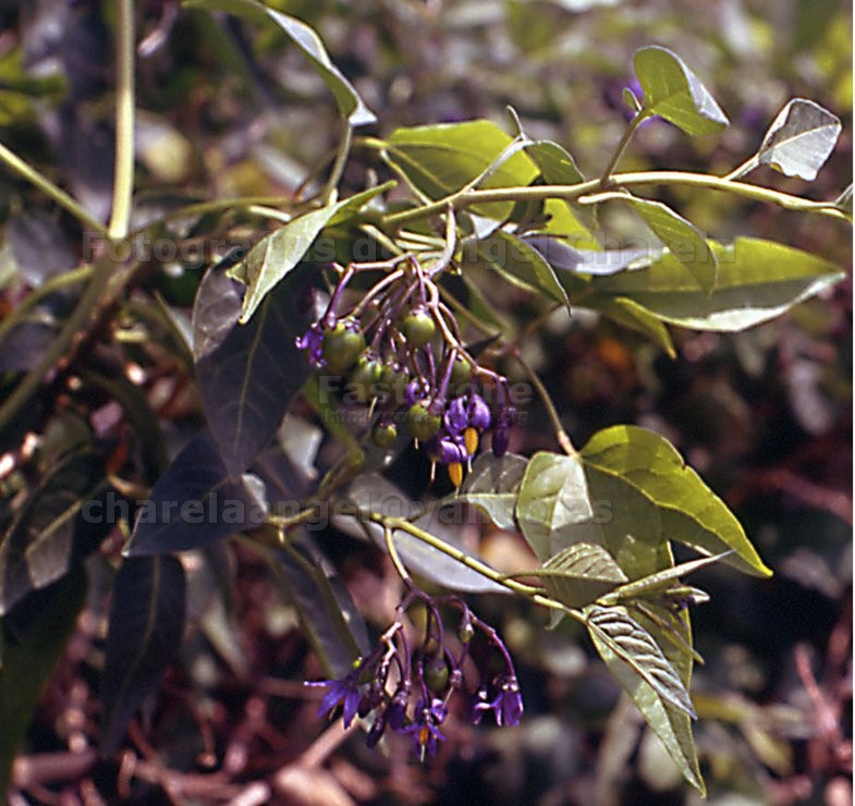 Flora medicinal, alimenticia y artesanal de la Ribera Navarra: Solanum ...