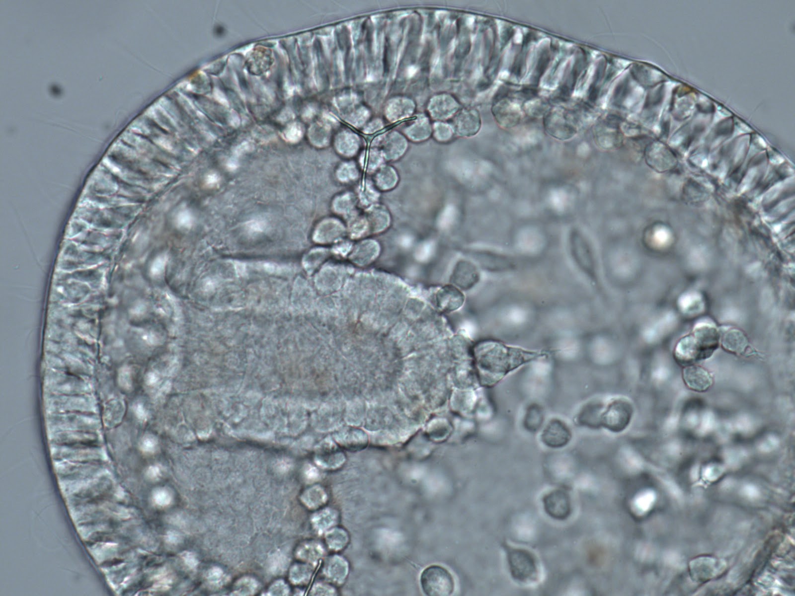 Invertebrate Embryology: Filopodia of mesenchymal cells in gastrulating ...