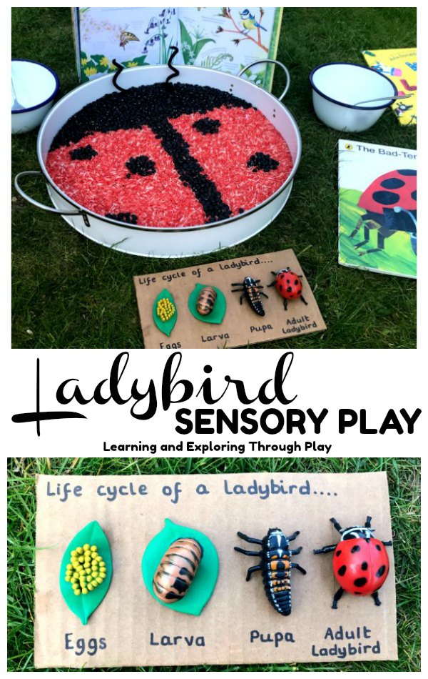 Learning and Exploring Through Play: Ladybird Sensory Play