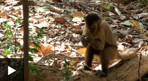 Info Of Monkeys Used Rock Tools 700 Years Ago - ALL ABOUT INFORMATION