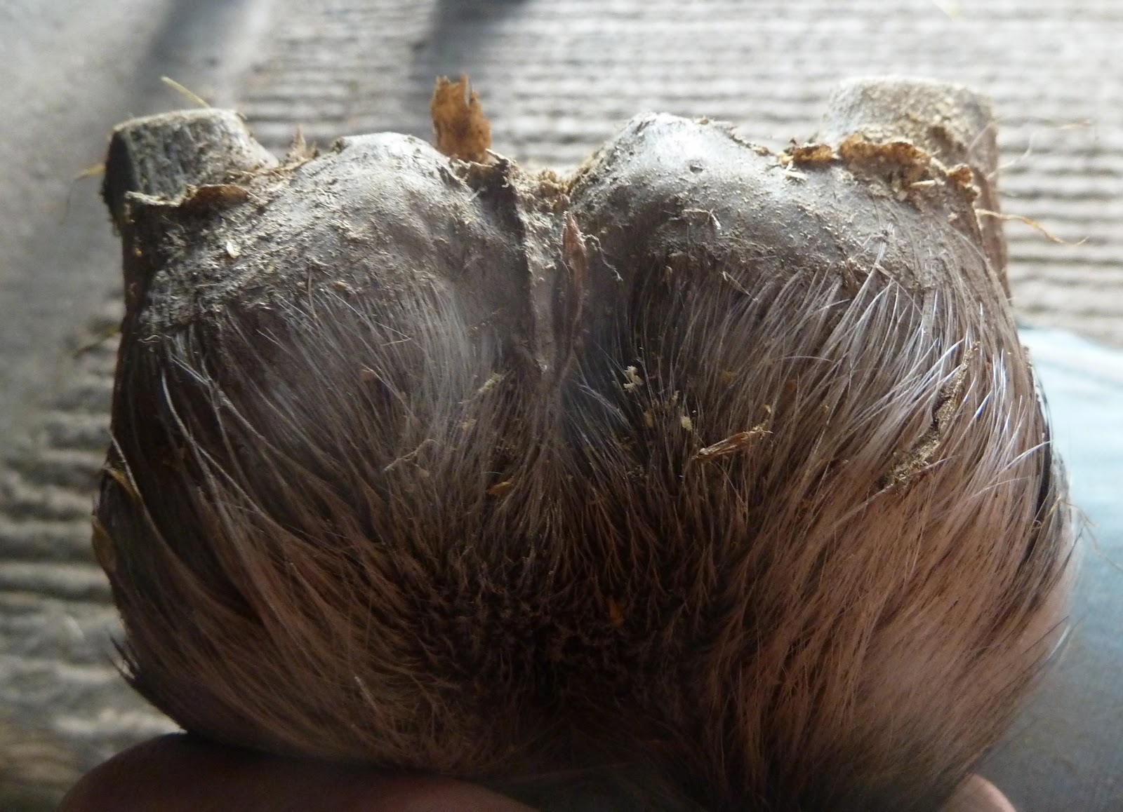 Rockley Farm: High heels, weak frogs, chickens and eggs