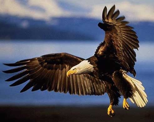 Hanya sekadar perkongsian: Contohi keberanian sang helang