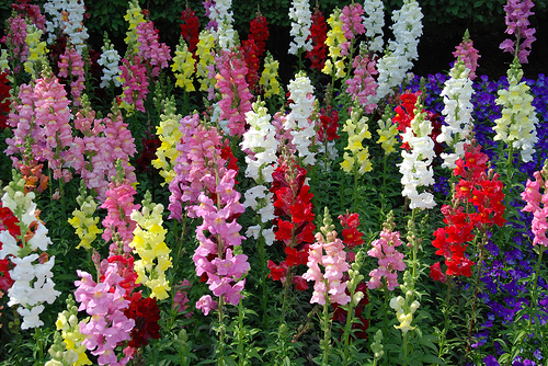 ASLANAĞZI Antirrhinum majus