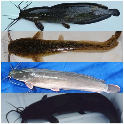 Jenis-Jenis Budidaya Ikan Lele Di Indonesia (Lokal,Dumbo,Sangkuriang ...