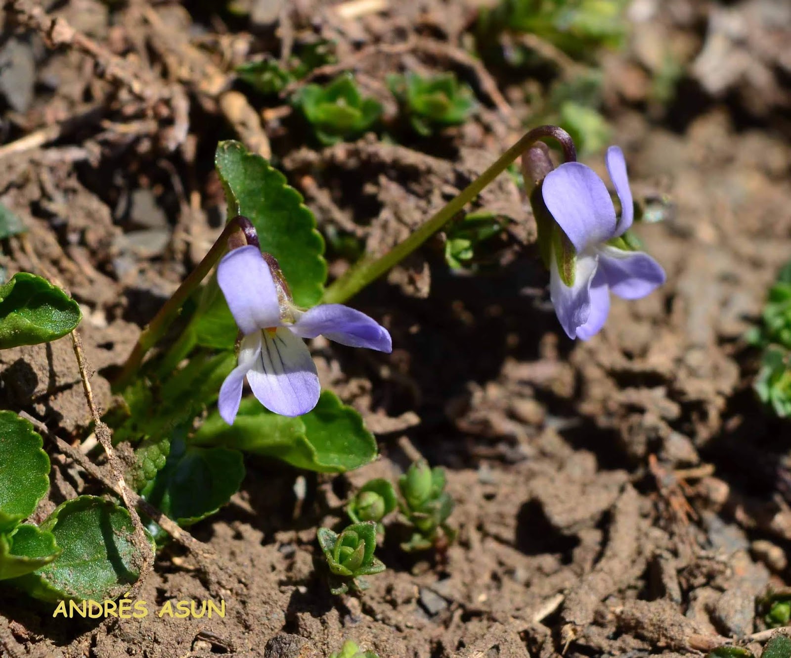 Flores silvestres de la Cordillera Cantábrica: VIOLACEAS - Violaceae