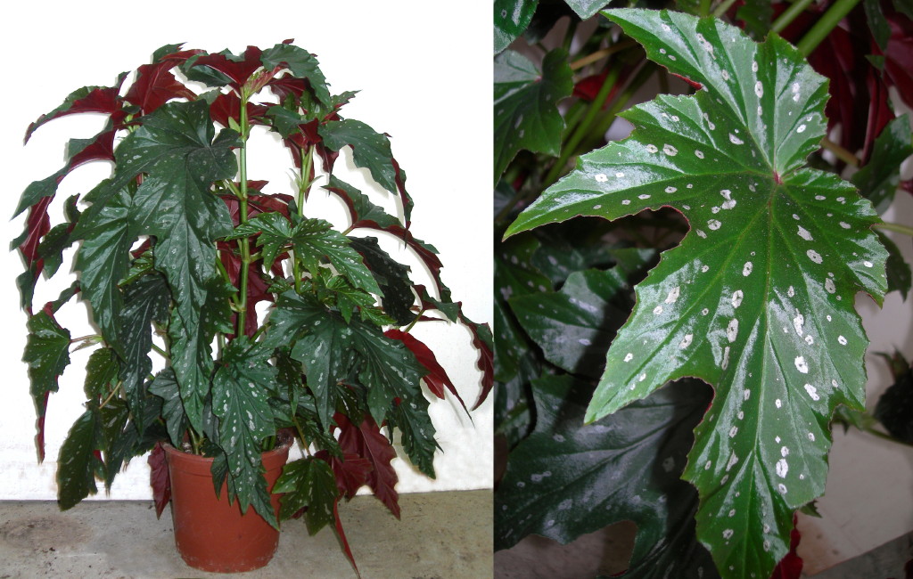 Viveros Vangarden: Begonia arbustiva