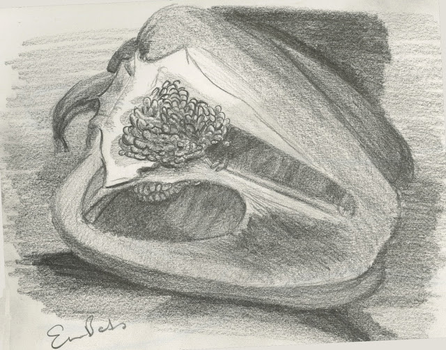 Advanced Observational Drawing Blog